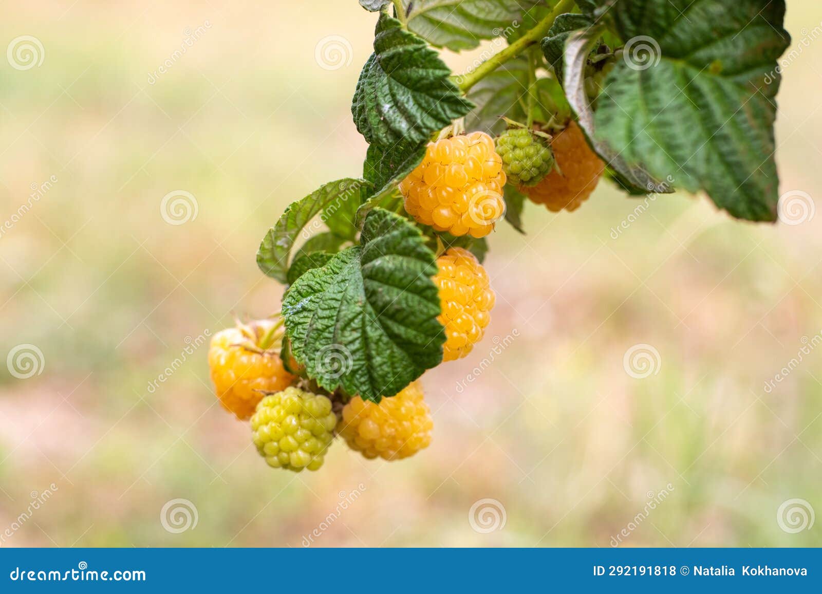 A Yellow Raspberry Ripens on a Bush on a Summer Day. Rare Raspberry ...