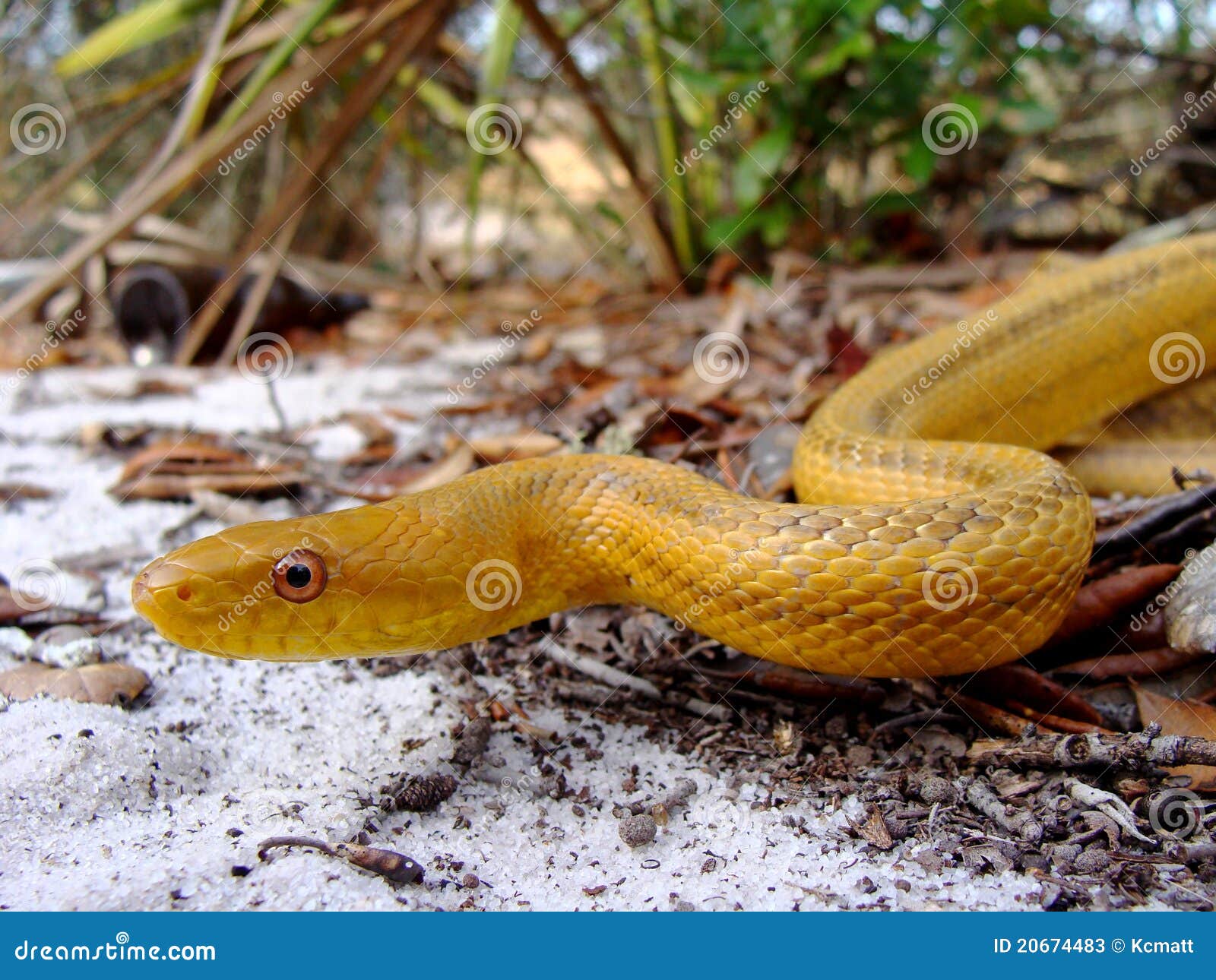 Yellow Rat Snake stock image. Image of venomous, dangerous - 20674483