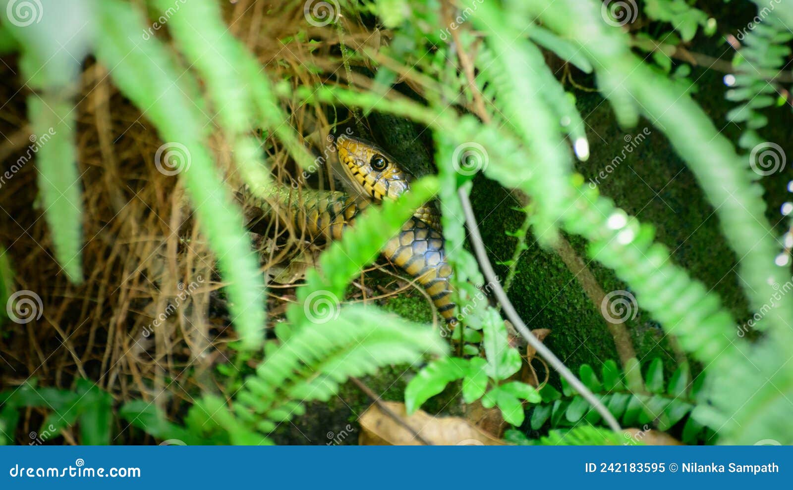 Yellow Rat Snake Garadiya Hiding in the Bush Stock Image - Image of ...