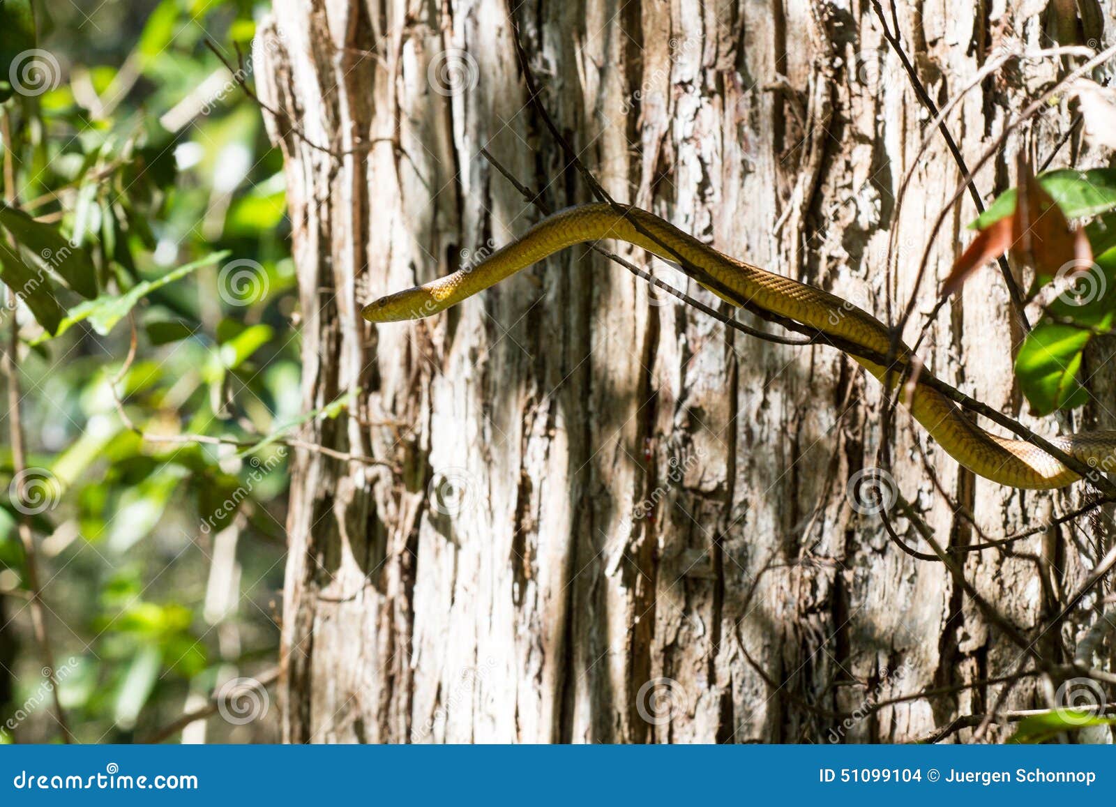 Yellow rat snake in a tree stock photo. Image of tree - 51099104