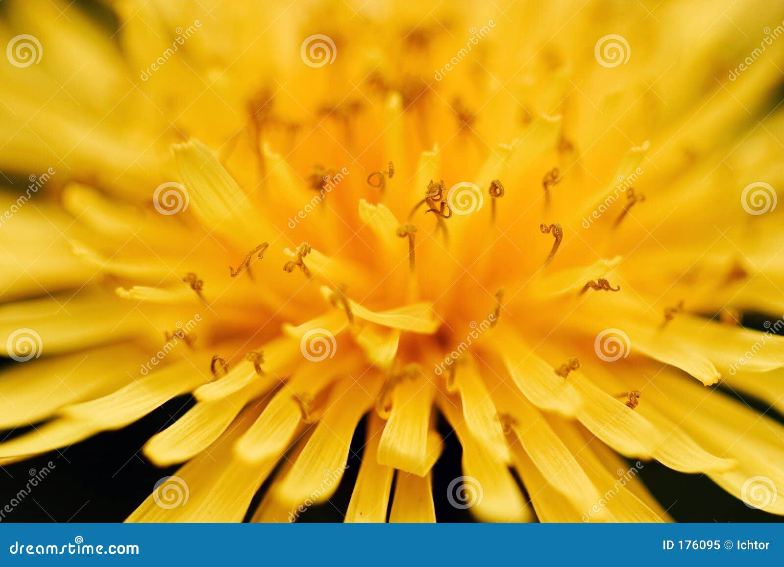 Yellow Rays Picture. Image: 176095