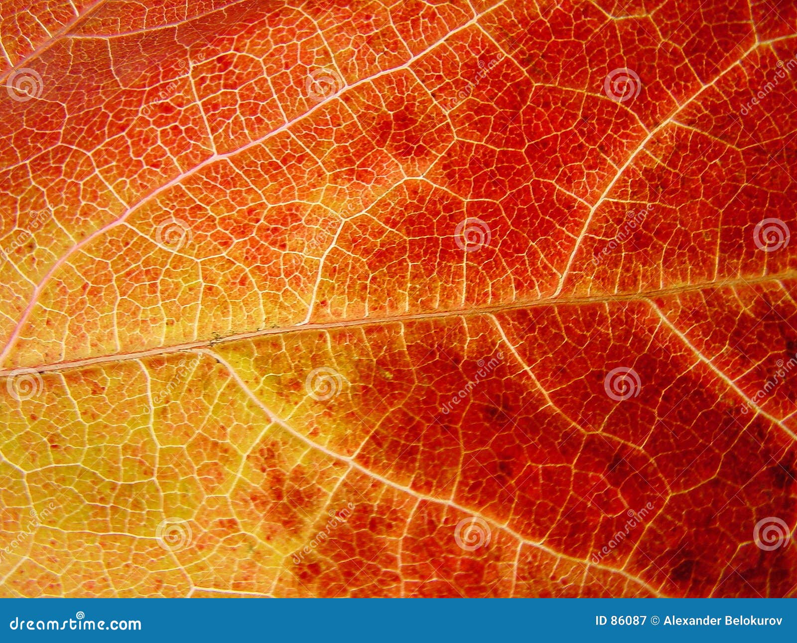 Yellow and read leaf stock image. Image of ecology, botany - 86087