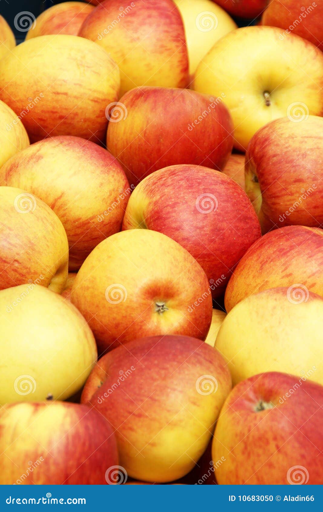 Yellow and red apples stock photo. Image of nature, color - 10683050