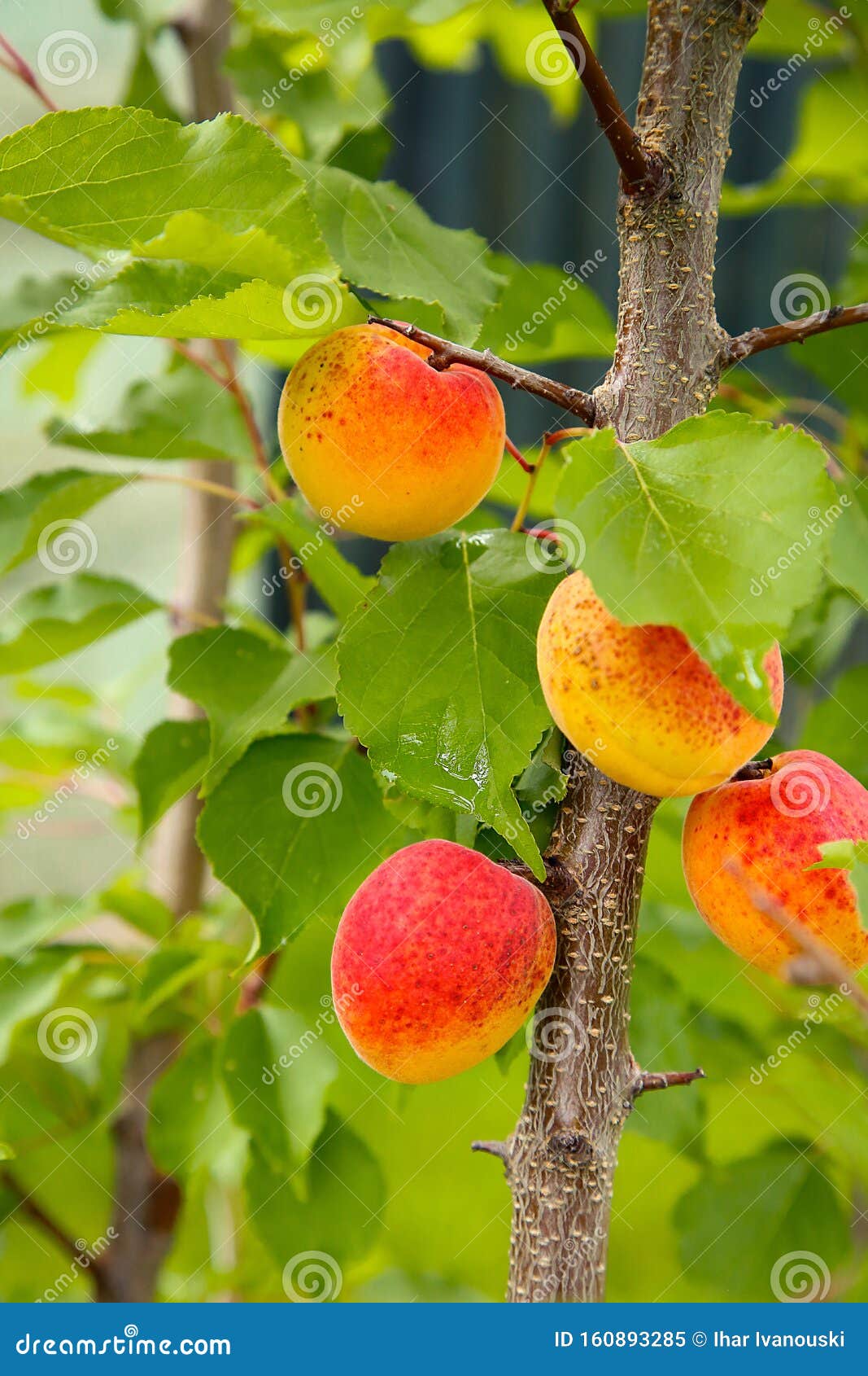 Yellow-red Apricots Hang and Ripen on a Tree Branch.Texture or ...