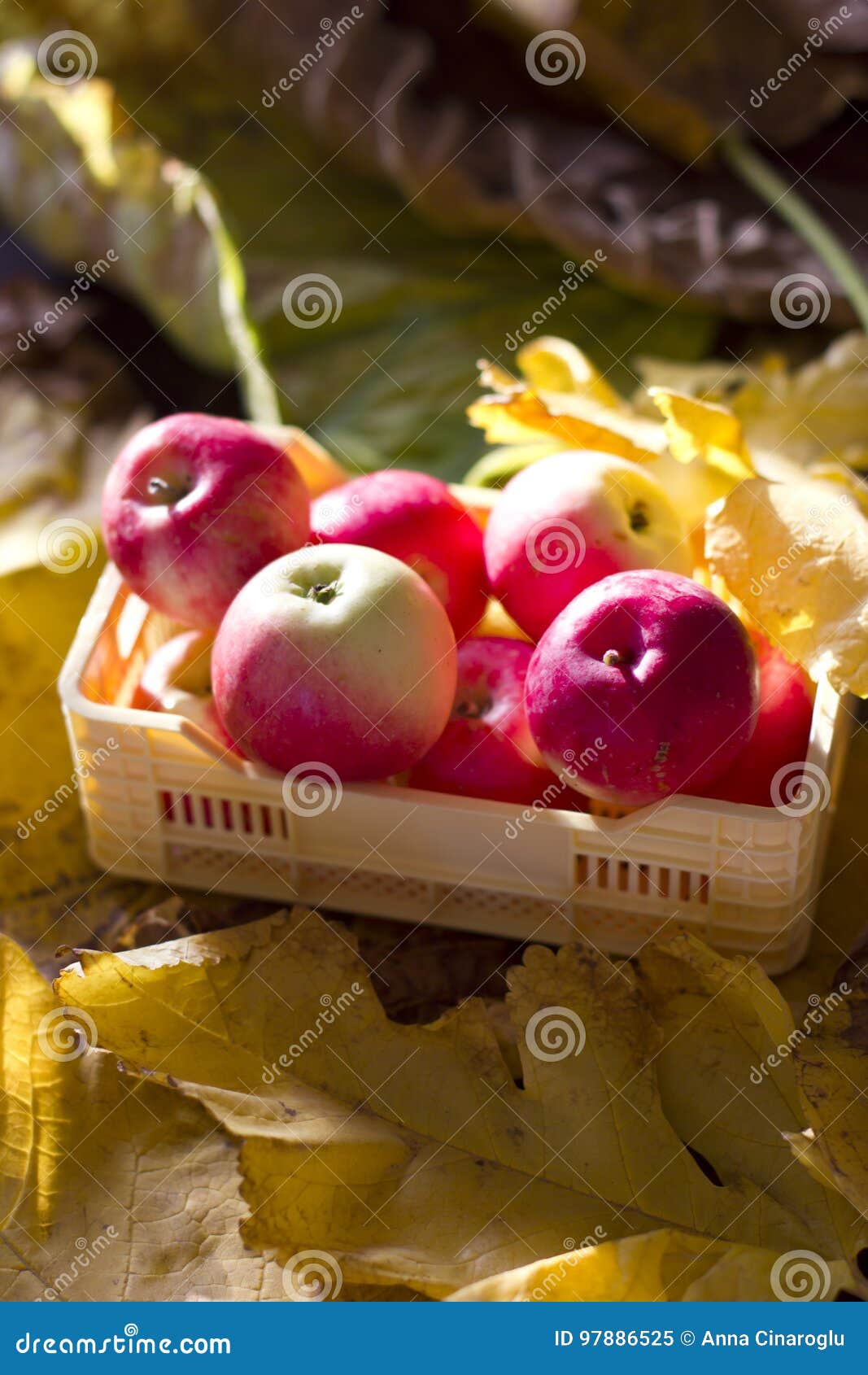 Yellow and Red Autumn Apples in a Yellow Plastic Box Stock Image ...
