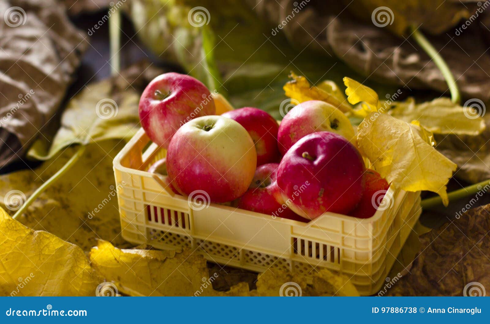 Yellow and Red Autumn Apples in a Yellow Plastic Box Stock Photo ...