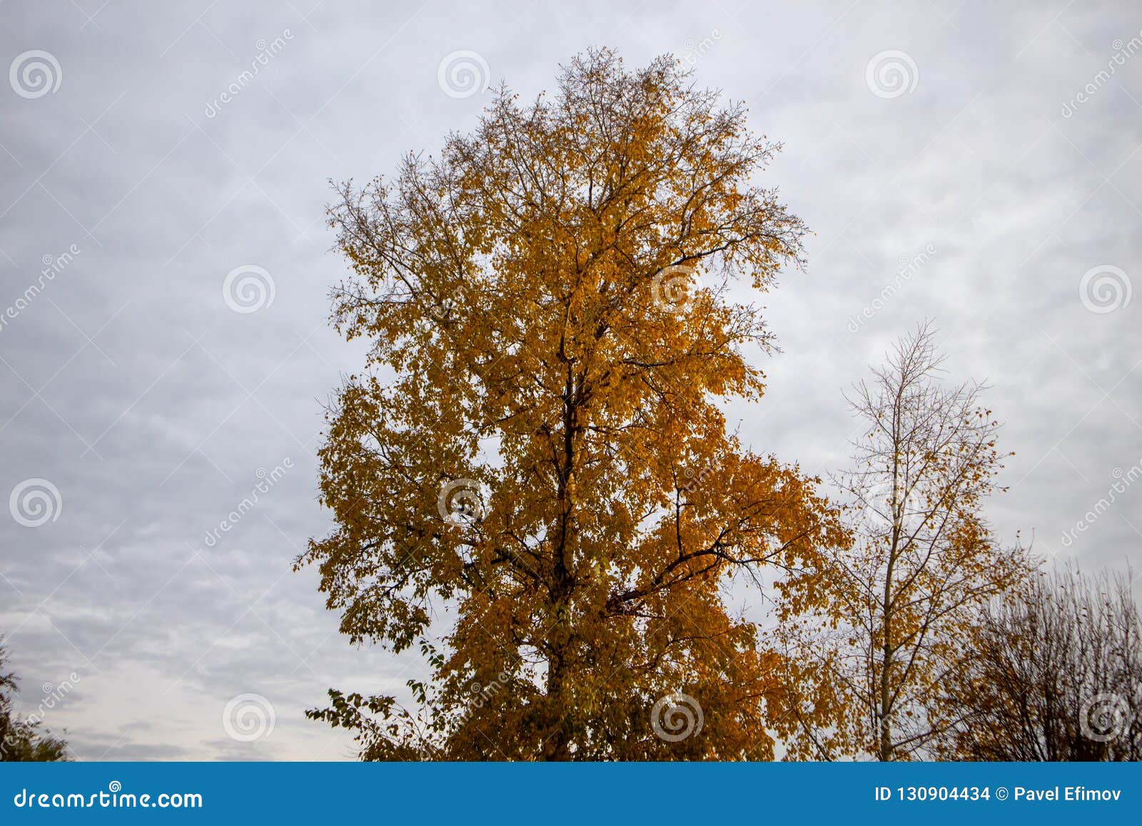 Autumn tree on the sky stock photo. Image of autumn - 130904434