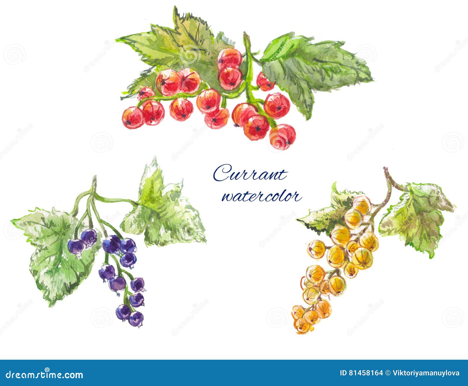Yellow, Red and Black Currant. Watercolor Set Stock Illustration ...