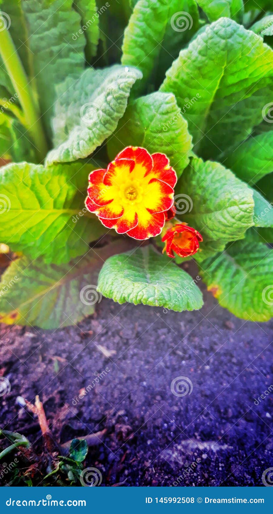 Yellow with red bud stock photo. Image of yellow, green - 145992508