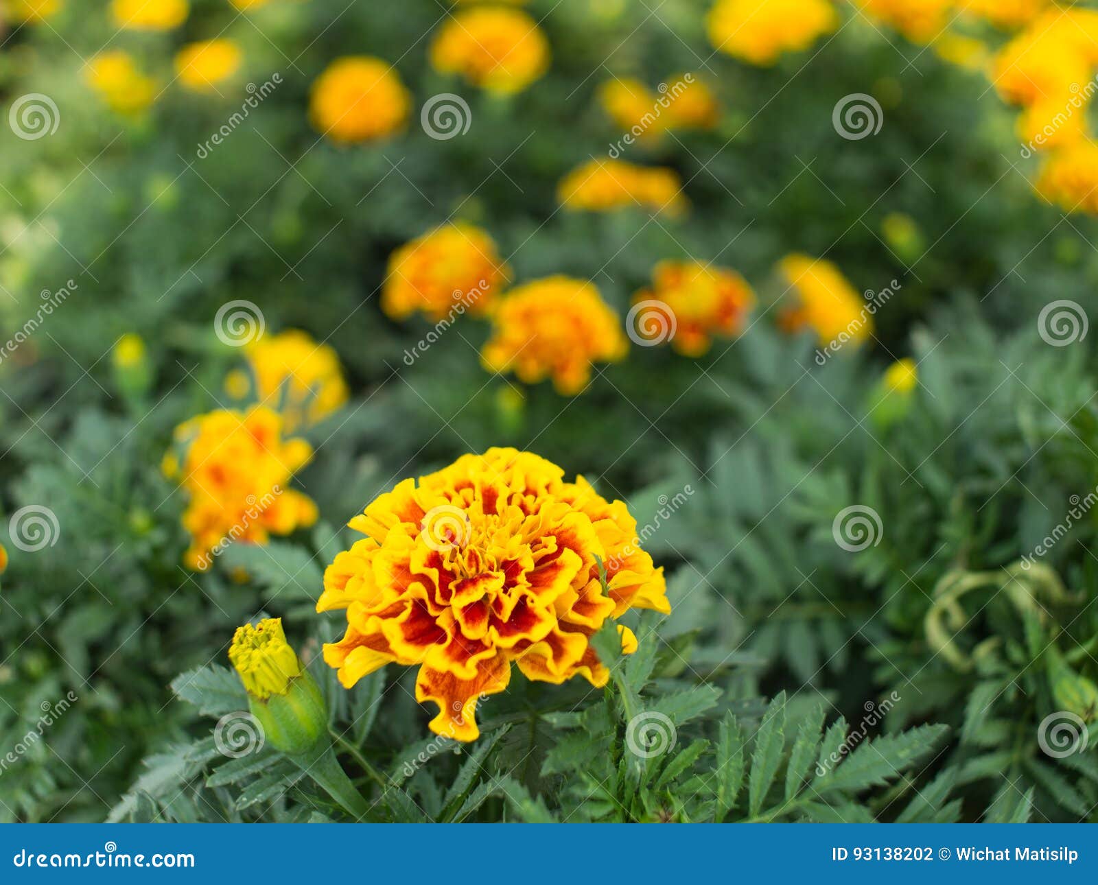 Yellow Red Calendula Blooming Stock Photo - Image of orange, blossom ...