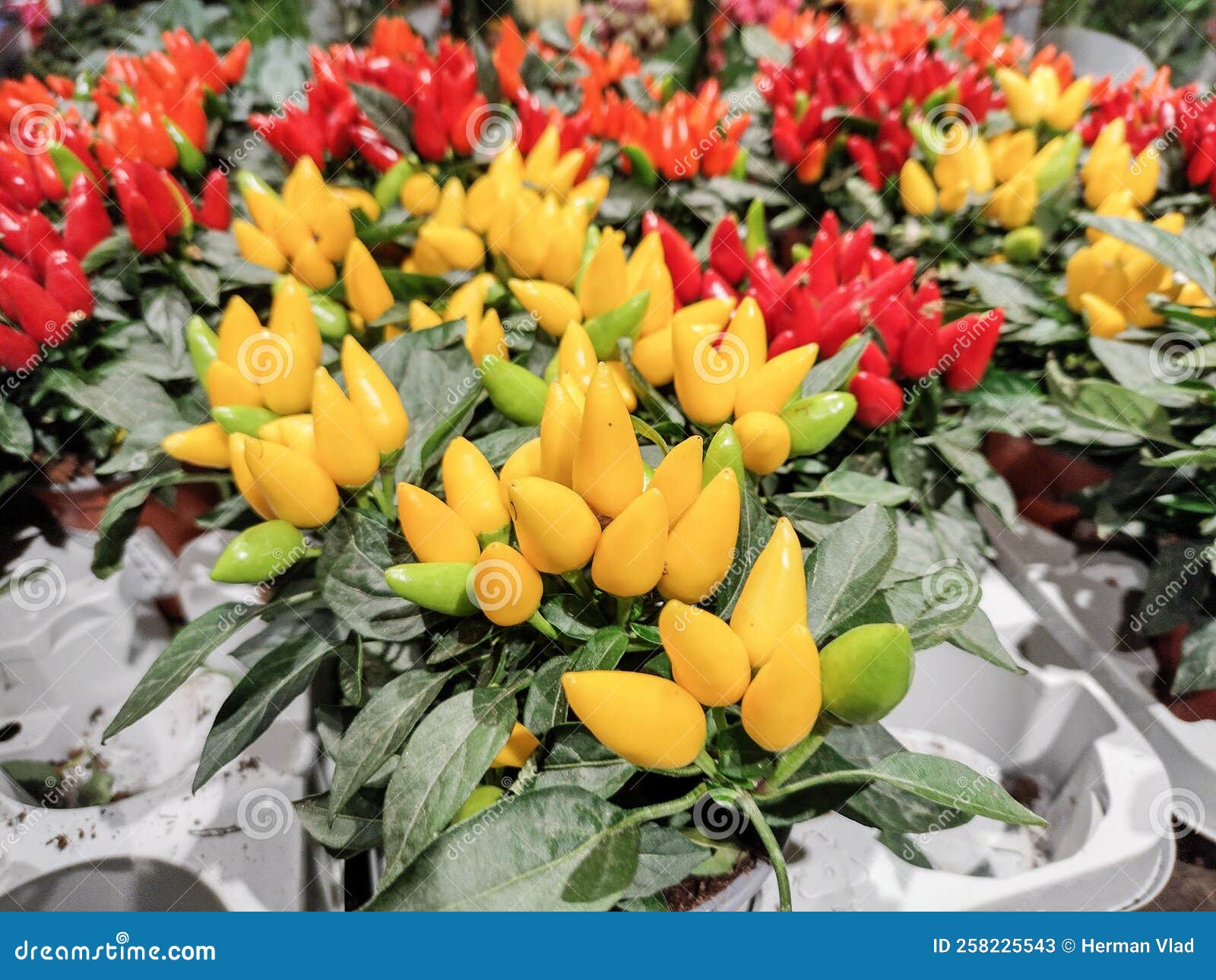 Yellow and Red Capsicum. Capiscum Plant in the Pots Stock Image - Image ...