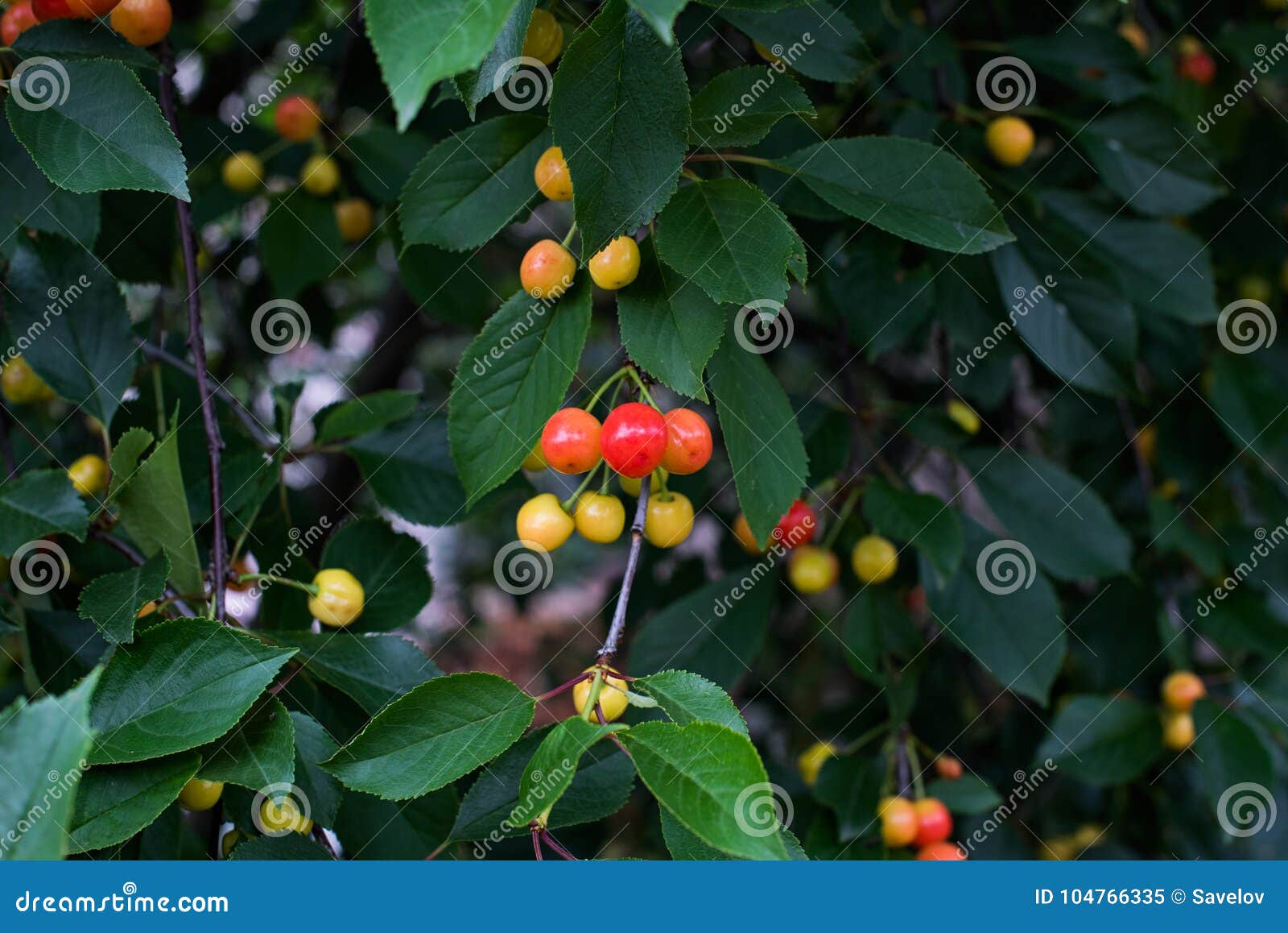 Yellow and Red Cherry Berries on a Branch Stock Image - Image of color ...
