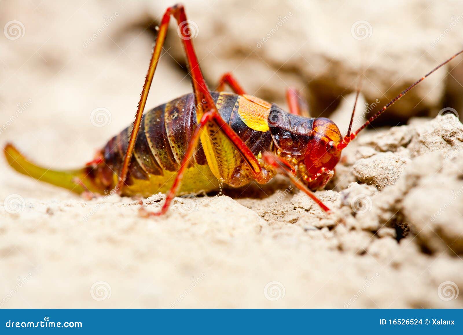 Yellow and red cricket stock photo. Image of outdoor - 16526524