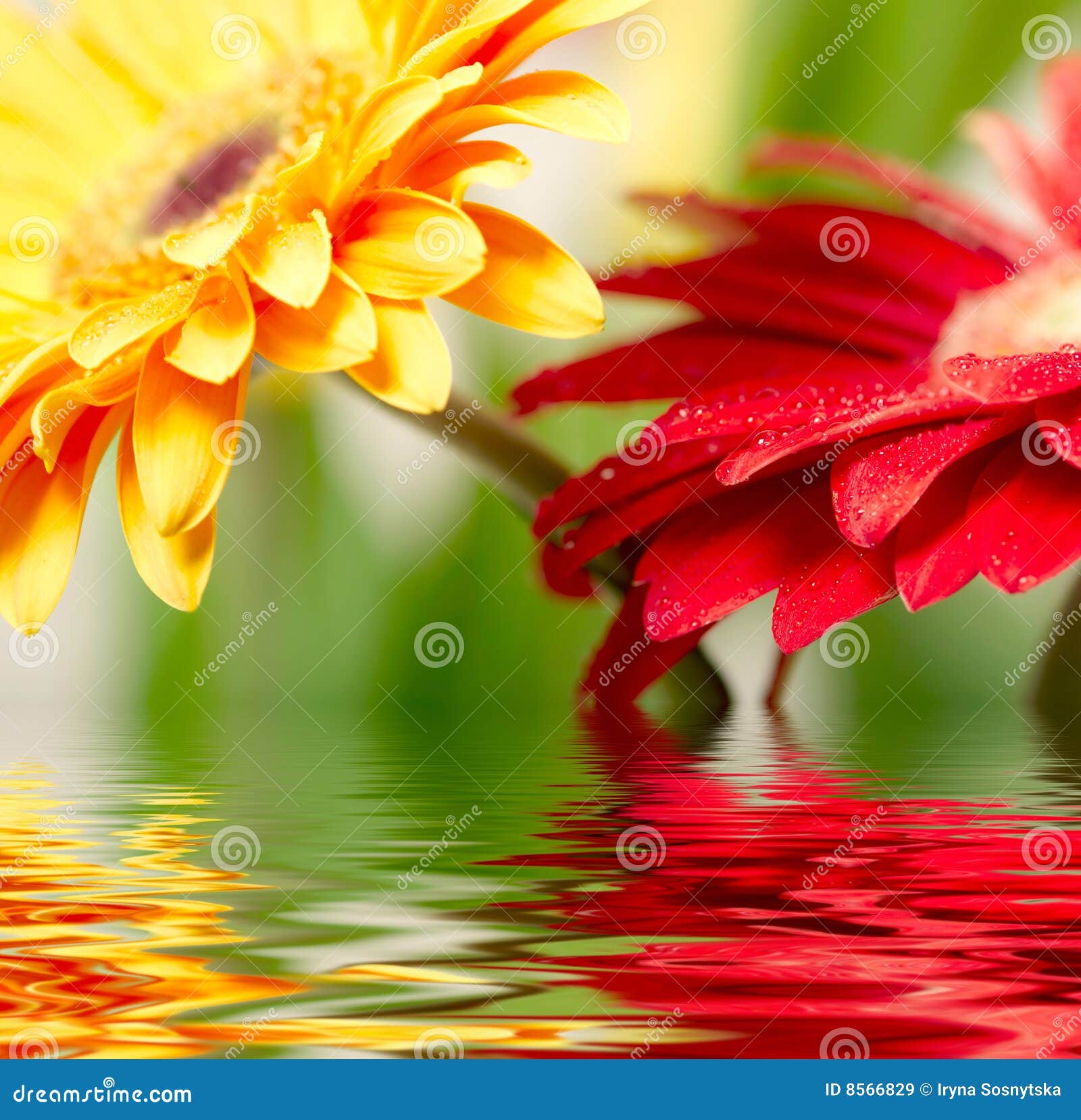 Yellow and Red Daisy-gerbera Stock Image - Image of blossoming, green ...