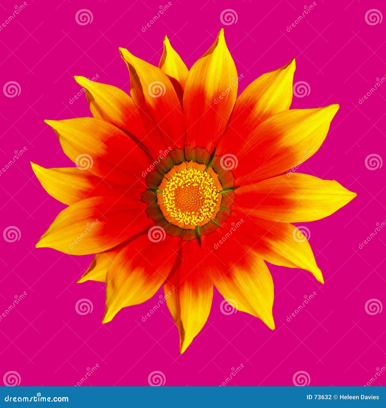 Yellow and red flower stock photo. Image of sunny, pink - 73632