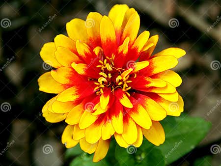Yellow-red flower close-up stock photo. Image of aloha - 4139424
