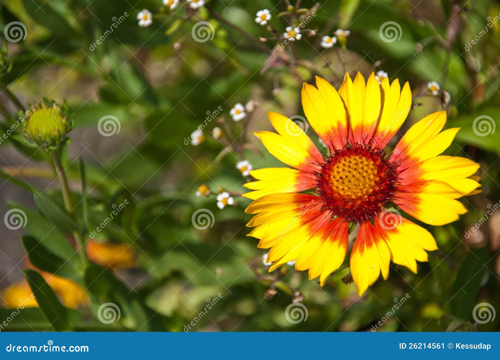 Yellow-Red Flower in the Garden Stock Image - Image of beauty, floral ...