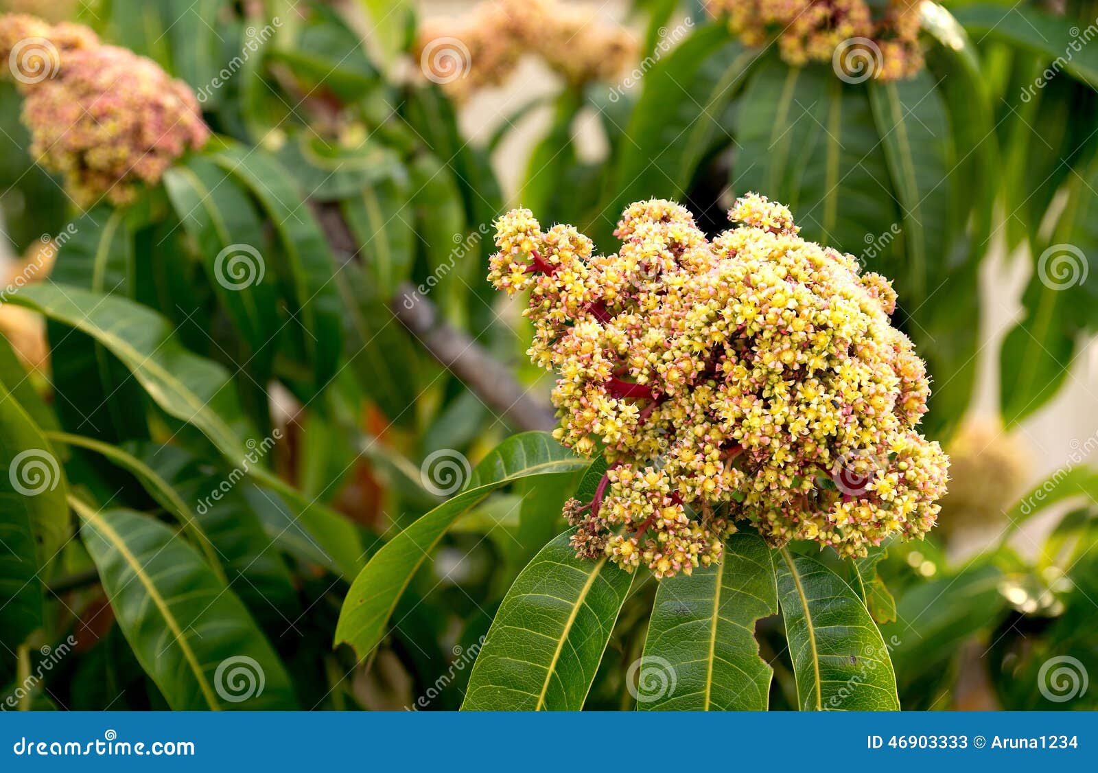 Yellow and Red Flowering Mango Tree with Green Leaves Stock Image ...