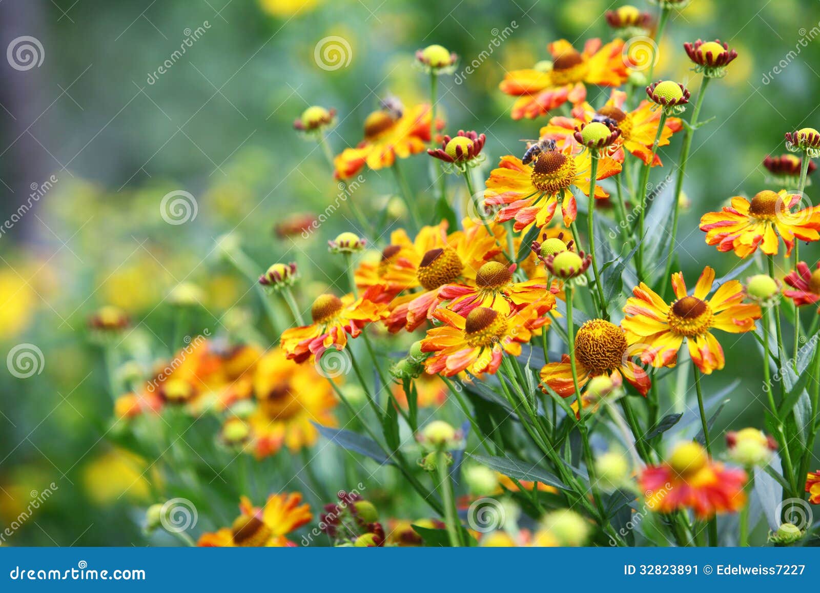 Yellow and Red Flowers in the Garden Stock Image - Image of herb ...