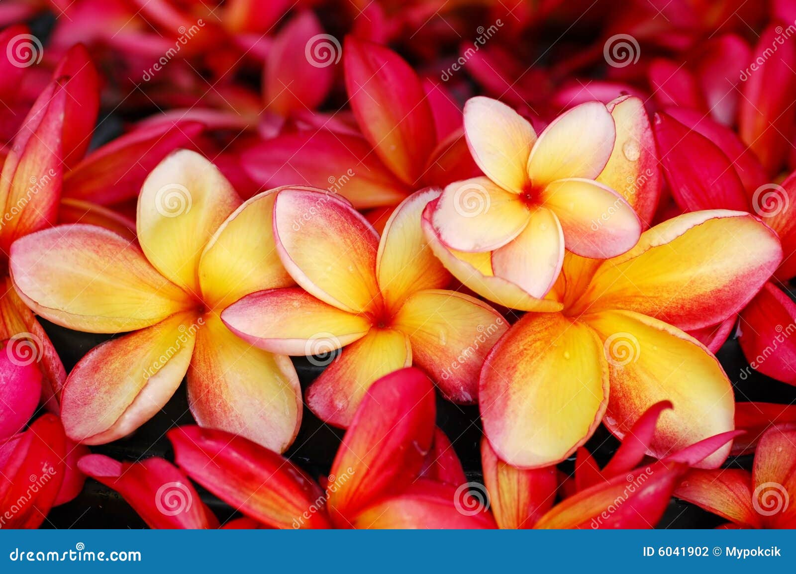 Yellow and red frangipani stock photo. Image of medicine - 6041902