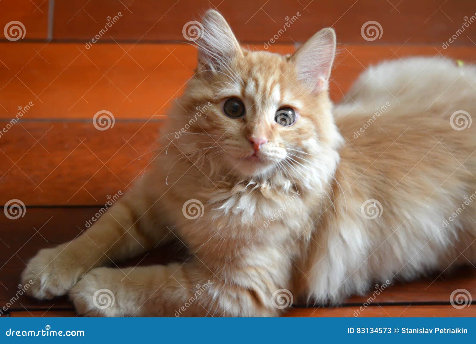 Yellow Red Ginger Cat at Home Stock Image - Image of rest, curiosity ...