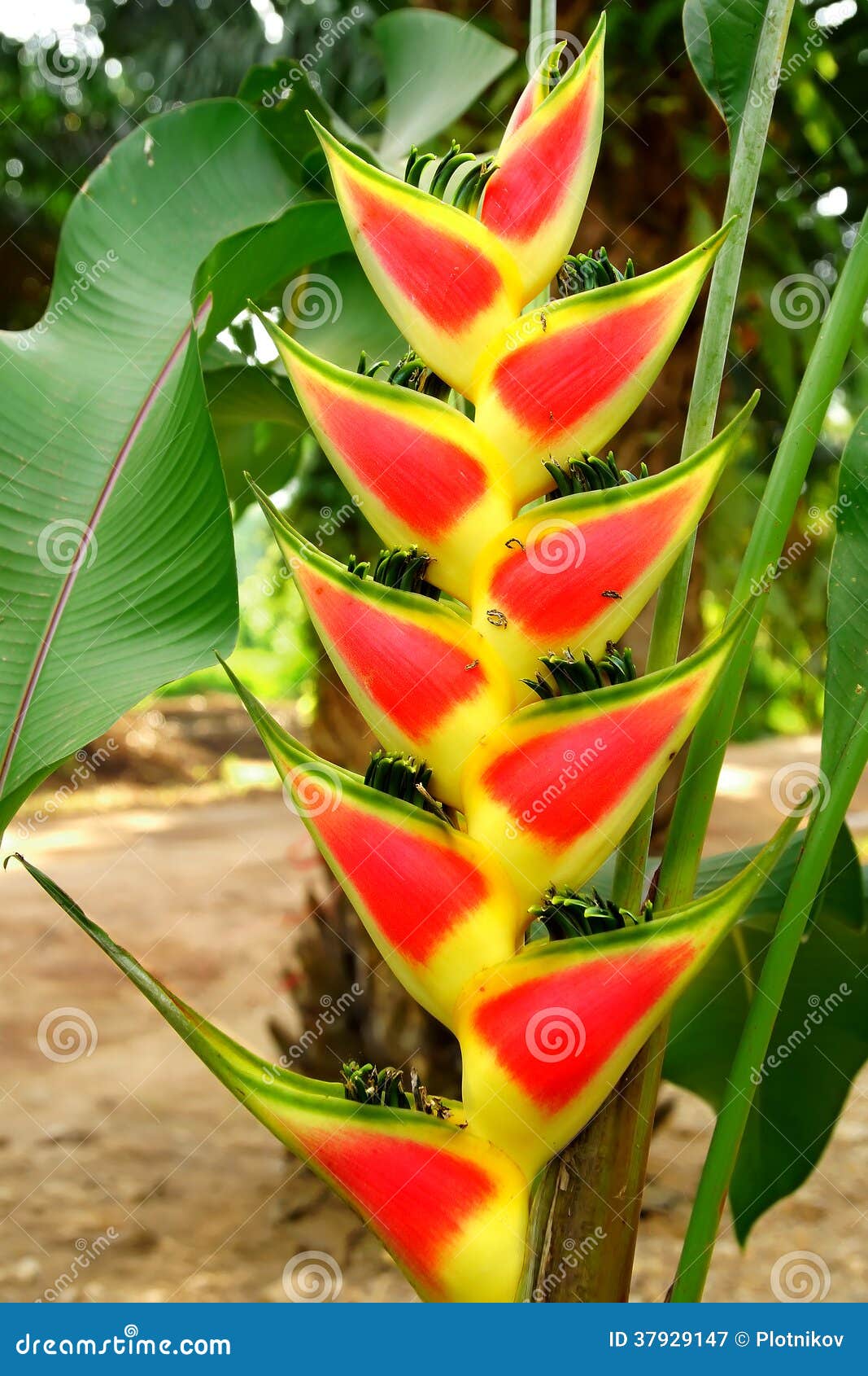 Yellow and Red Heliconia Flower. Stock Image - Image of leaf, color ...