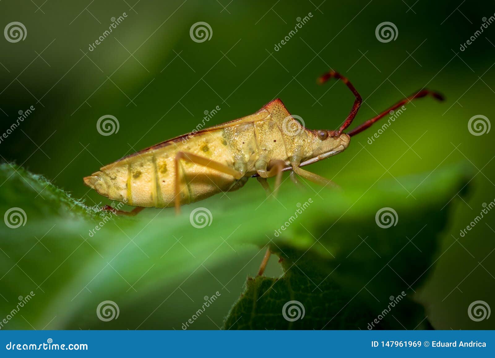 Living In A Tree Stock Image | CartoonDealer.com #147961969