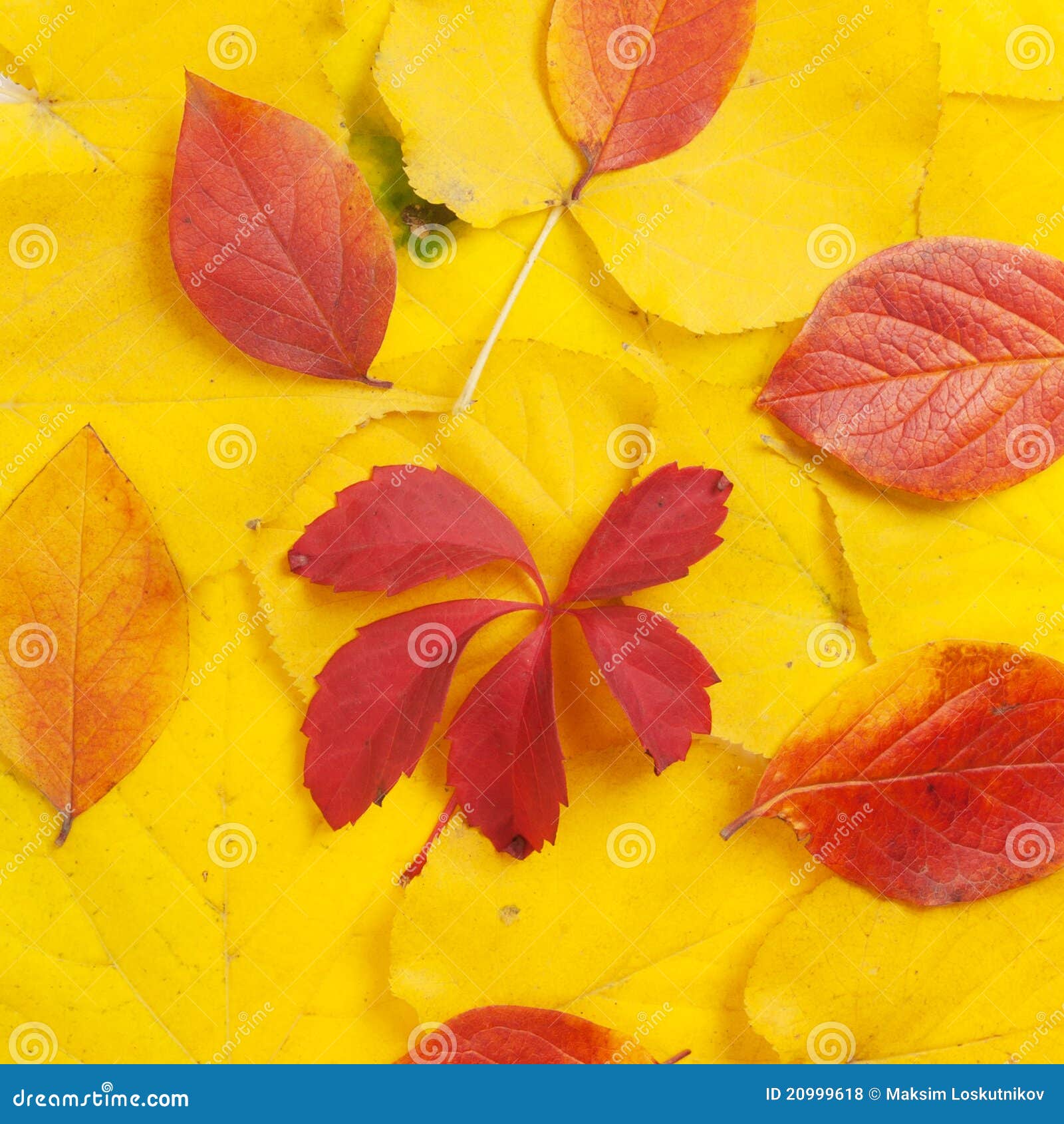 Yellow and red leaves stock photo. Image of autumnal - 20999618