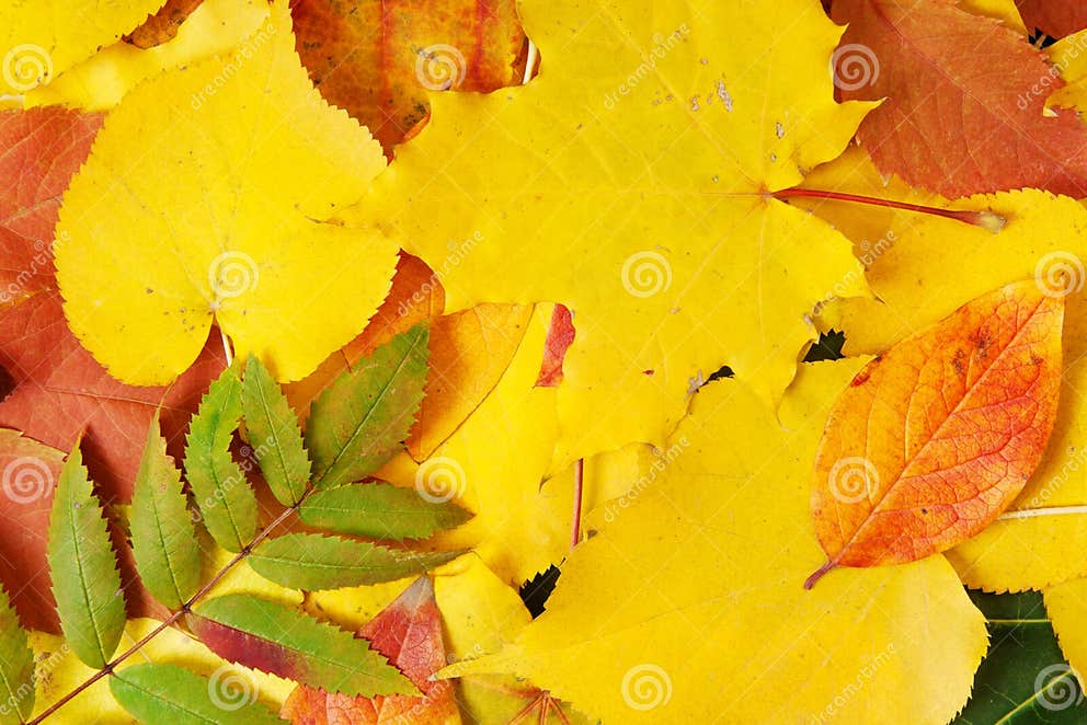 Yellow and red leaves stock image. Image of background - 20999623