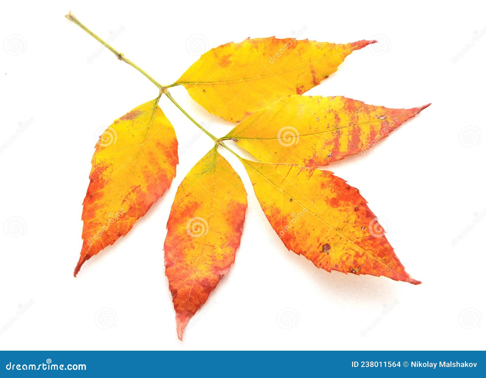 Yellow and Red Leaves Isolated on White Background Stock Photo - Image ...