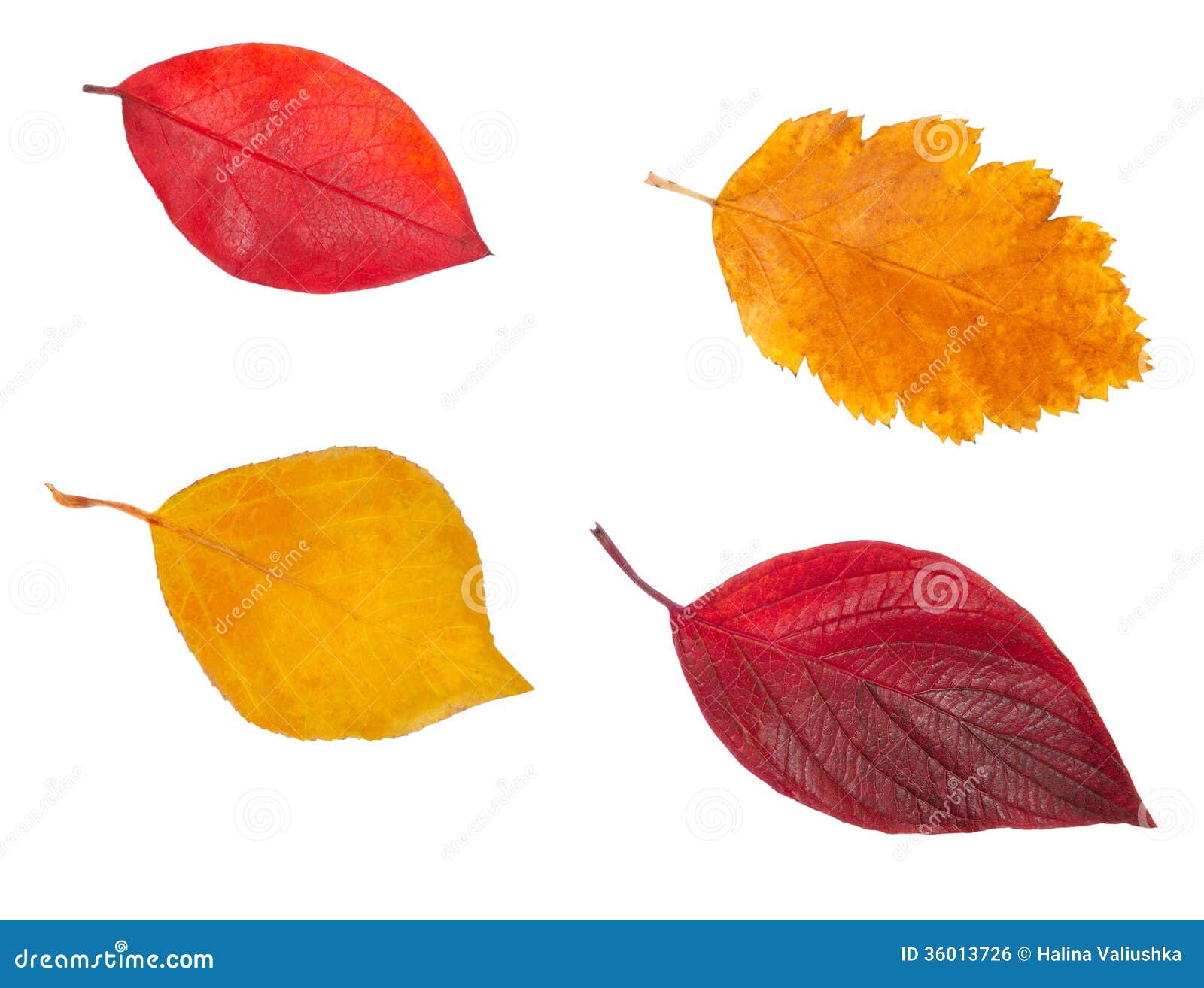 Yellow and red leaves stock photo. Image of falling, plant - 36013726