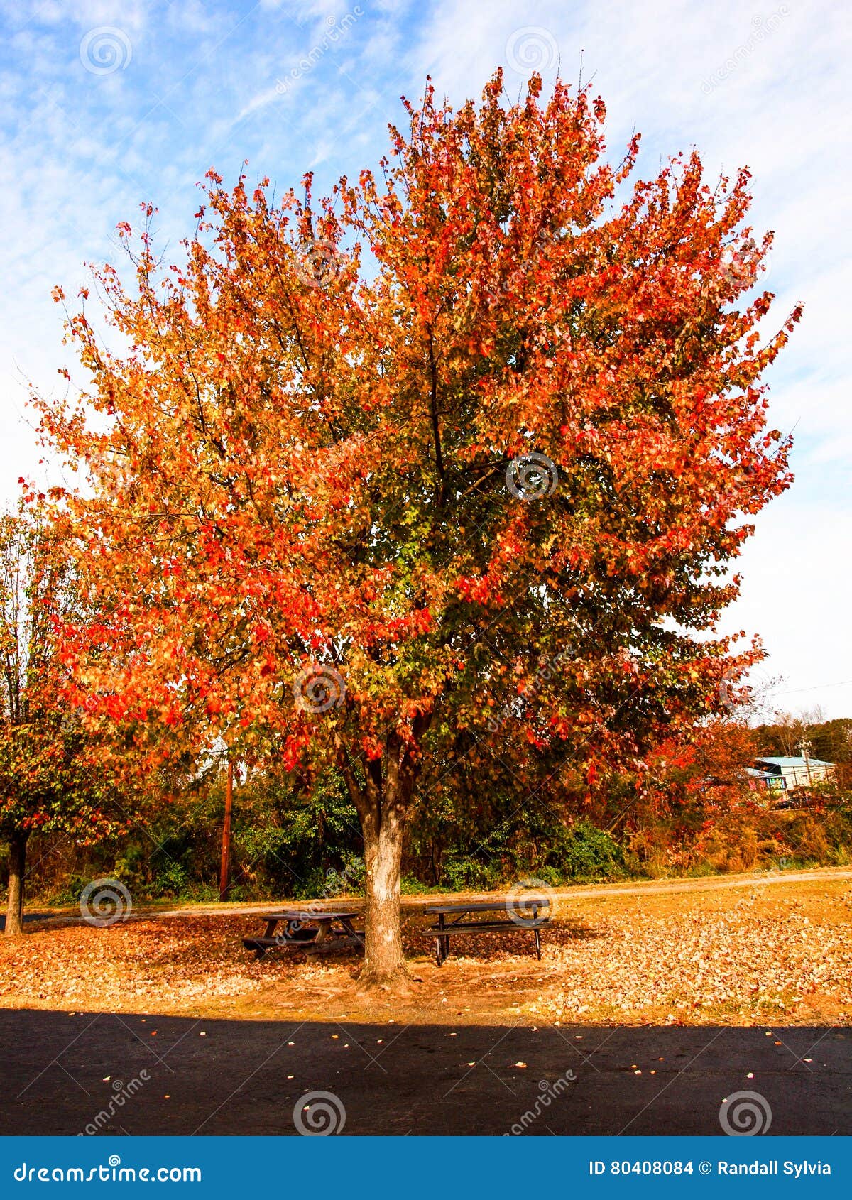 Yellow and Red Leaves stock photo. Image of tree, fall - 80408084