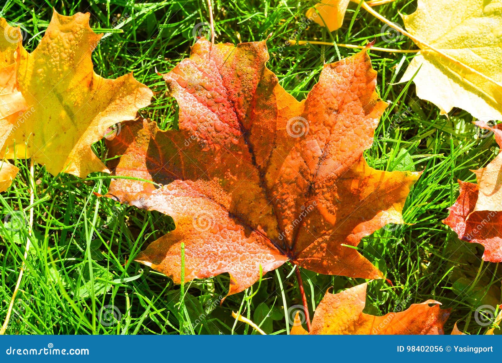 Yellow and Red Maple Leaves with Dew Drops Stock Photo - Image of grass ...