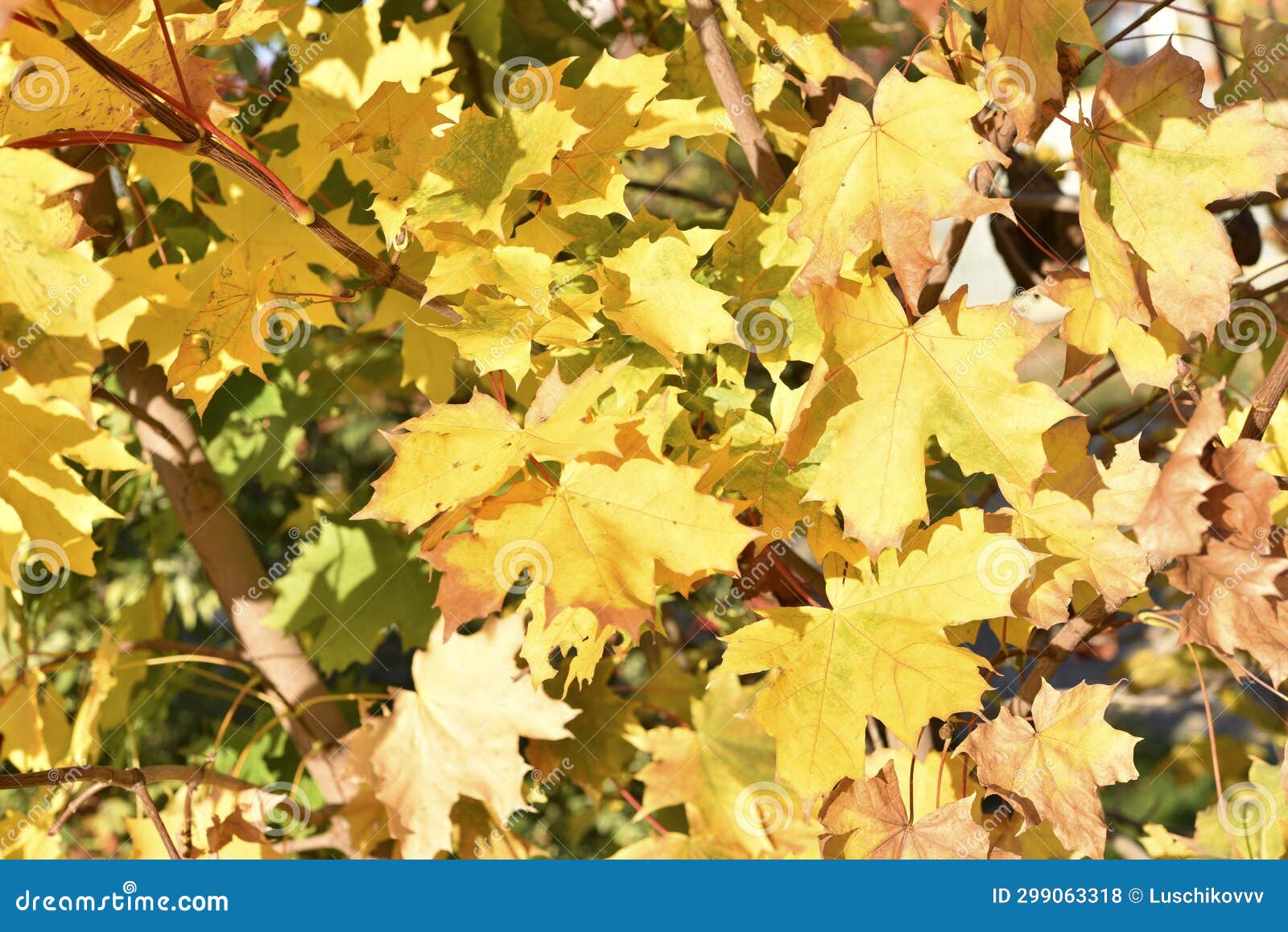 Yellow-red Maple Leaves in the Light of the Autumn Sun. Beautiful ...
