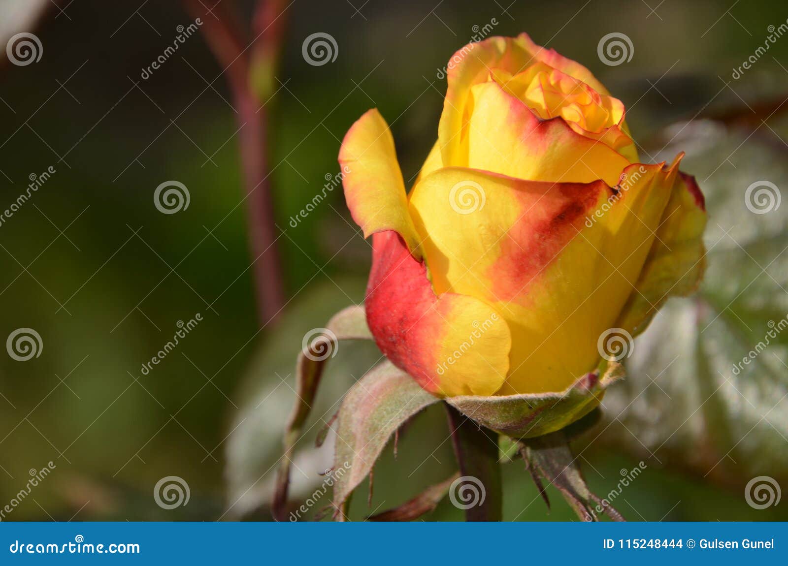 Yellow red mixed rose stock photo. Image of holiday - 115248444