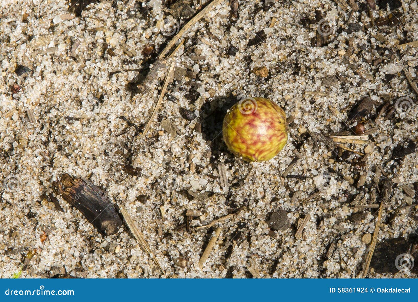 Yellow and Red Oak Apple Gall Stock Photo - Image of wasp, nature: 58361924