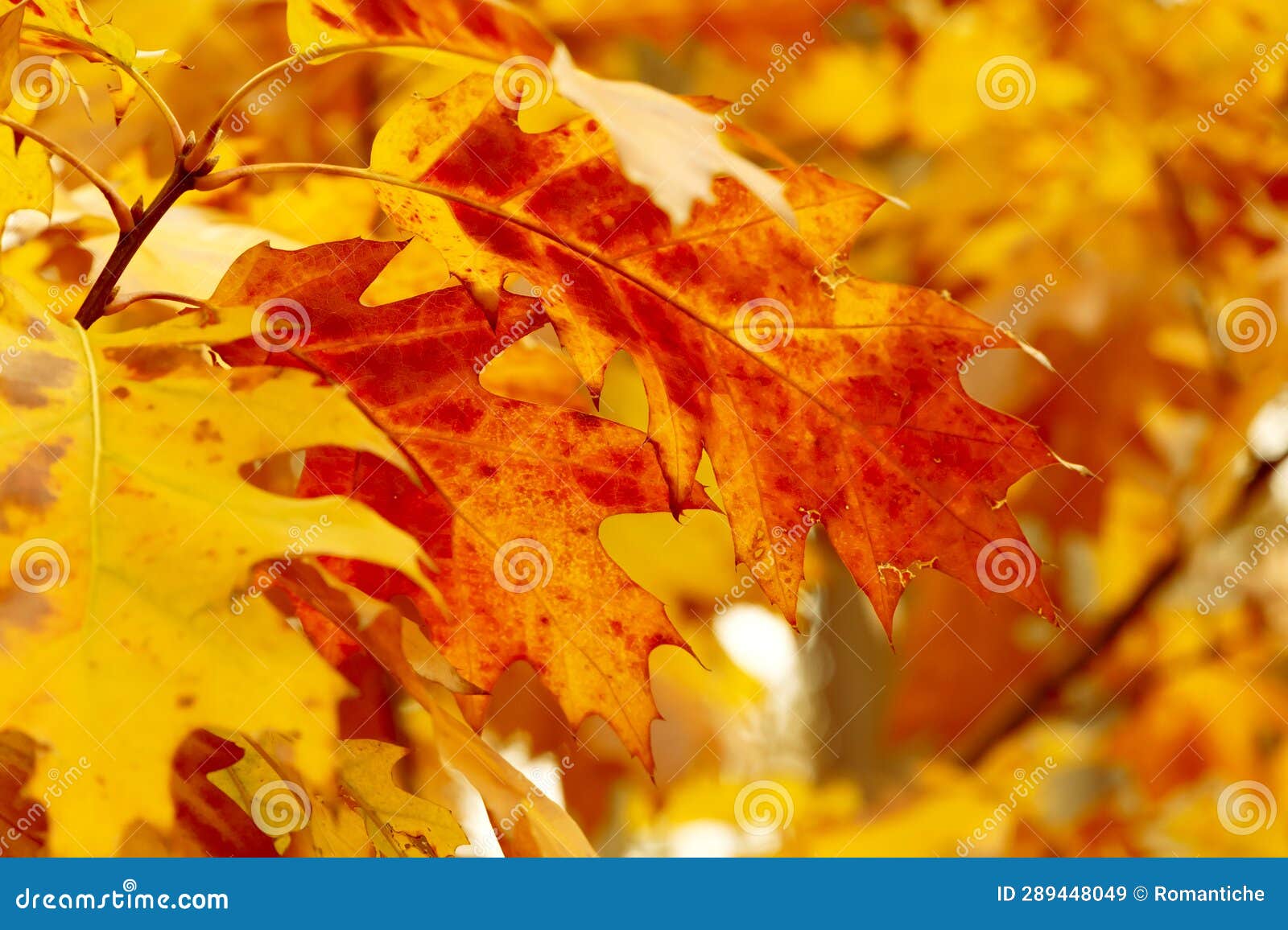 Yellow with Red Oak Tree Leaves at Fall Stock Image - Image of close ...