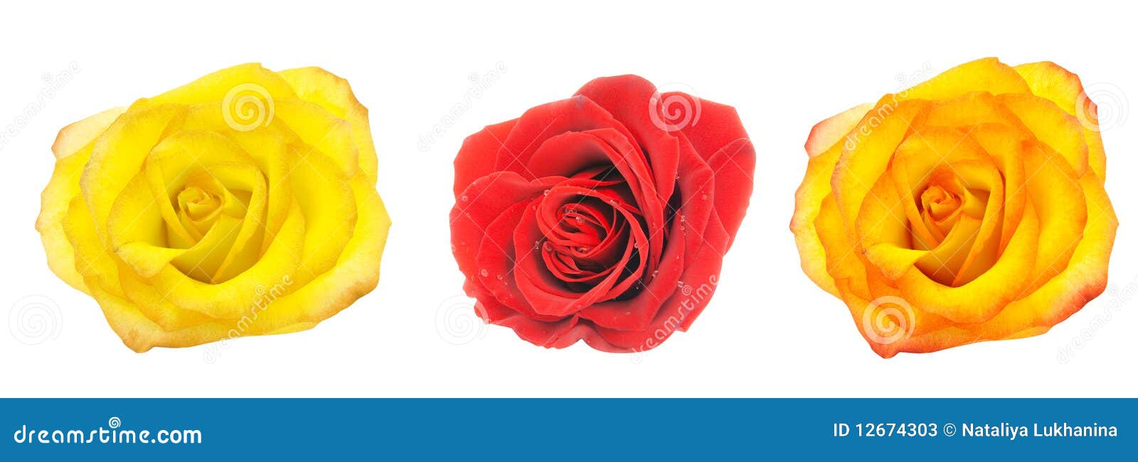 The Yellow Red and Orange Roses Stock Image - Image of beauty ...
