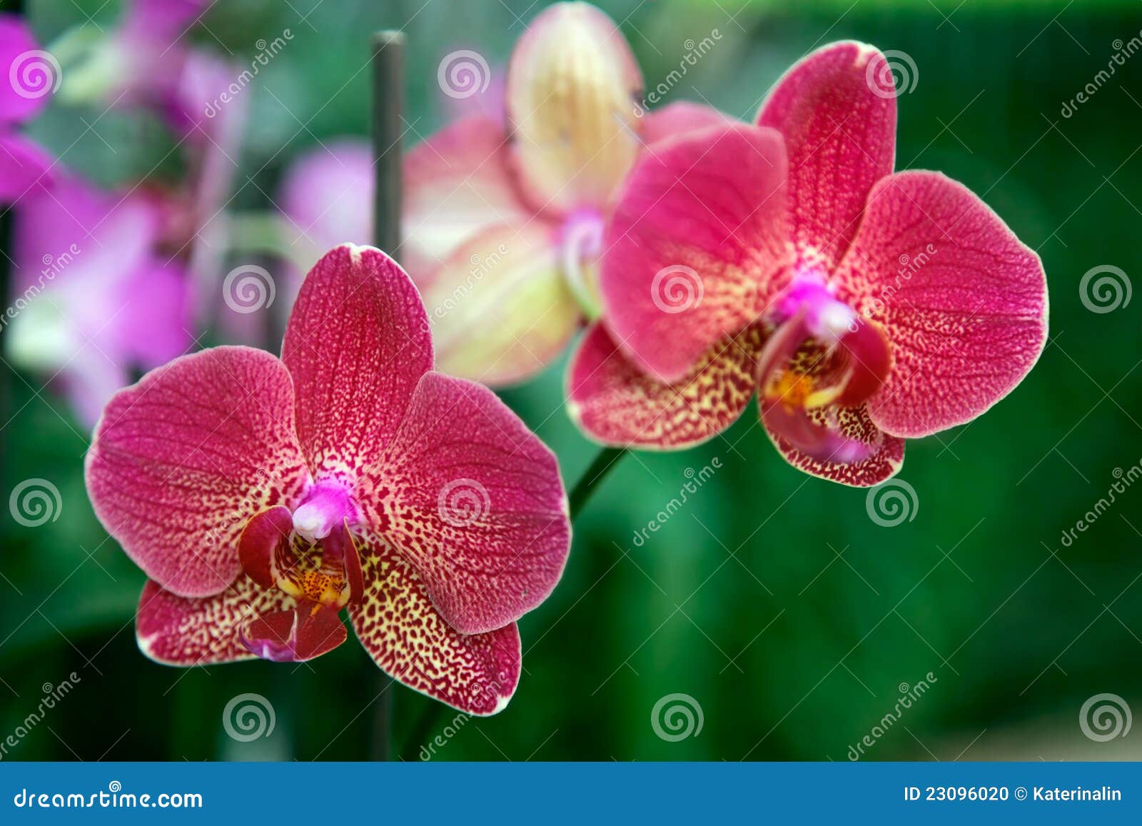 Yellow red orchid stock photo. Image of elegant, luxury - 23096020