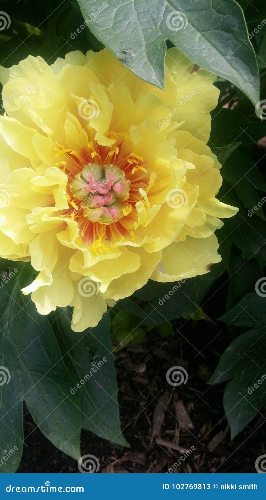Peony yellow stock image. Image of closeup, yellow, flower - 102769813