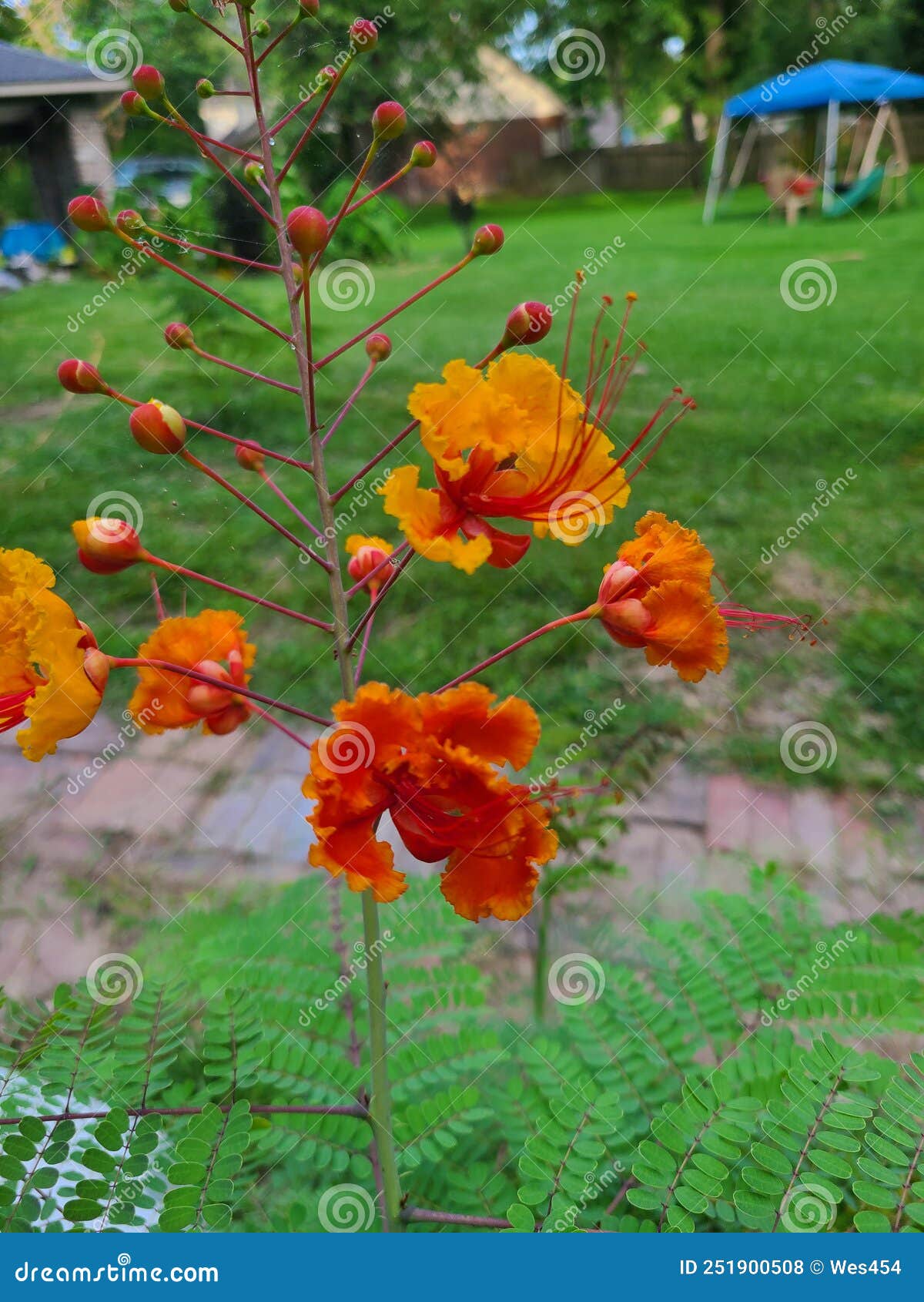 Multi Colored Flowers on the Tree Stock Photo - Image of tree, flowers ...