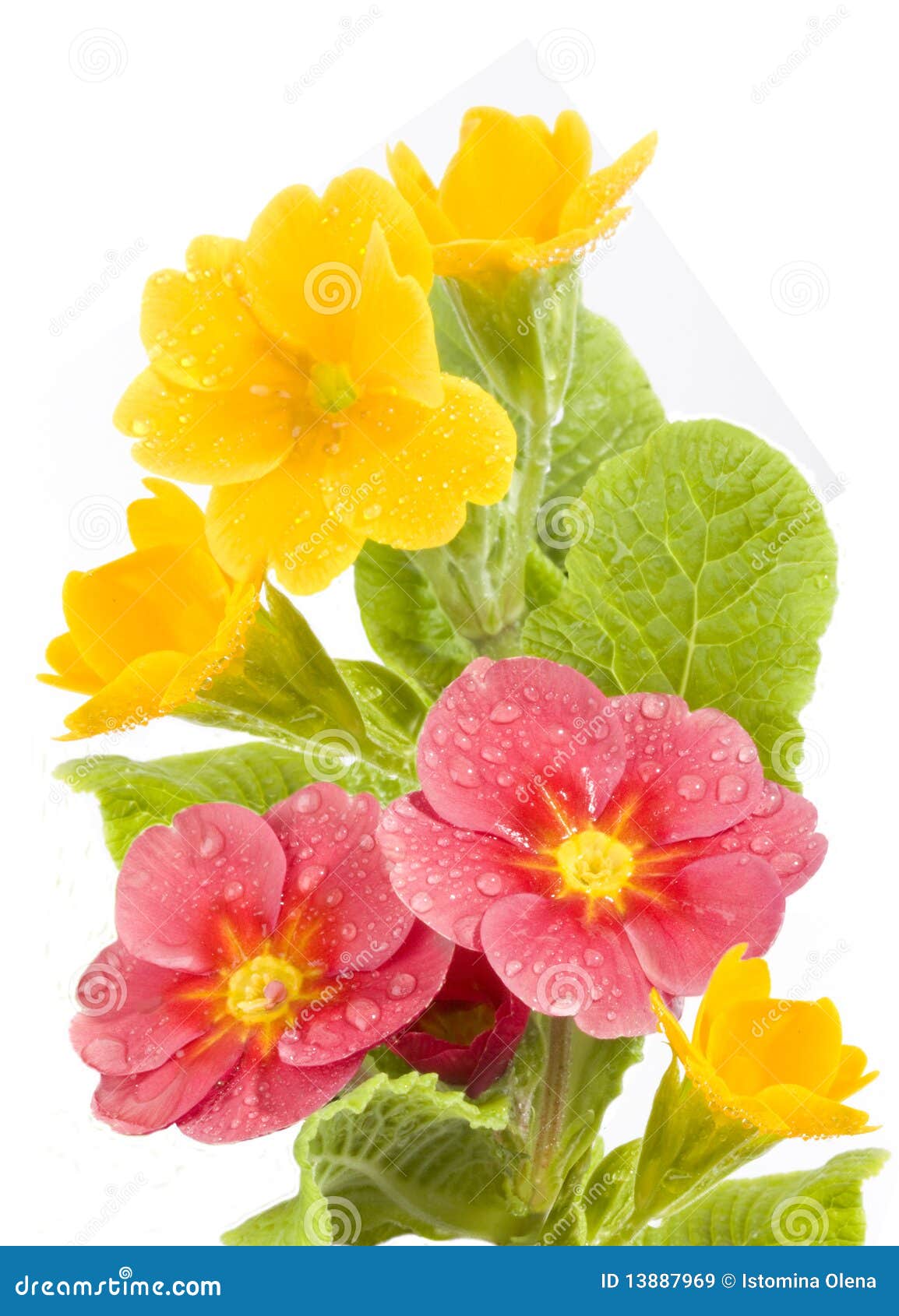 Yellow and red primrose stock image. Image of hand, primula - 13887969