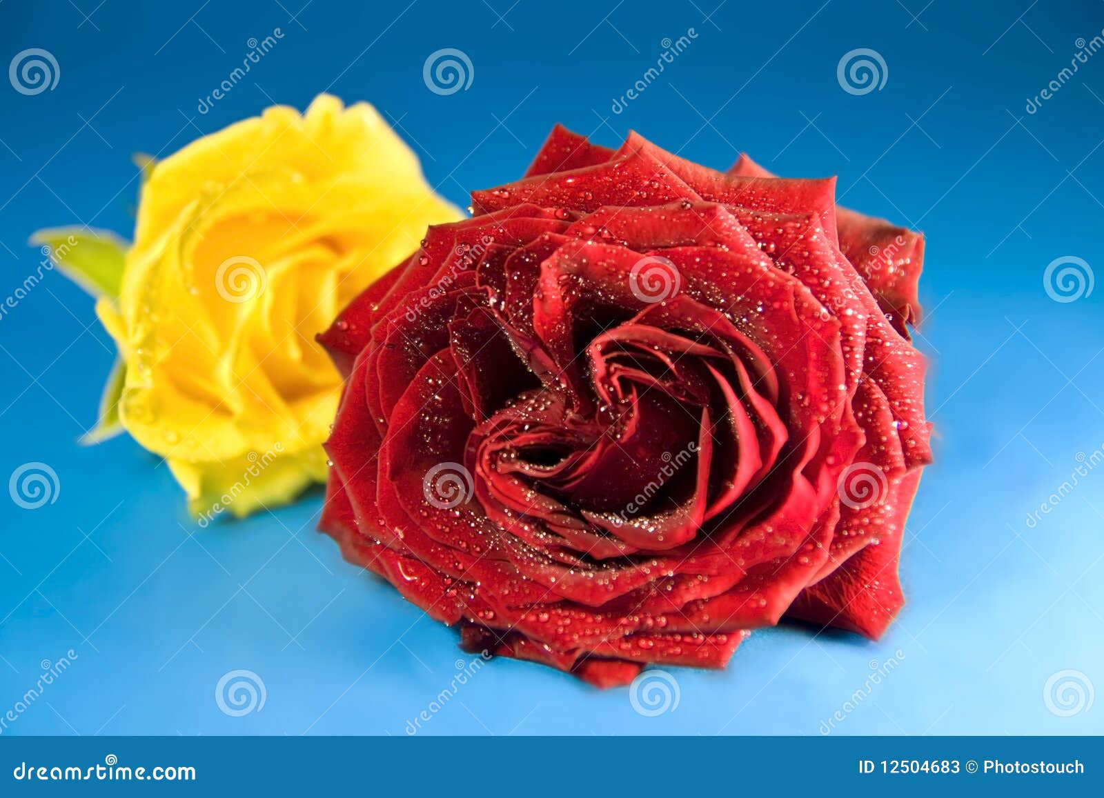 Yellow and Red Rose on Blue Background 2 Stock Image - Image of concept ...
