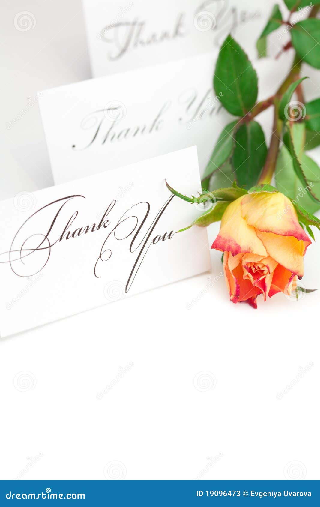 Yellow Red Rose and a Card Thank You Stock Image - Image of beautiful ...