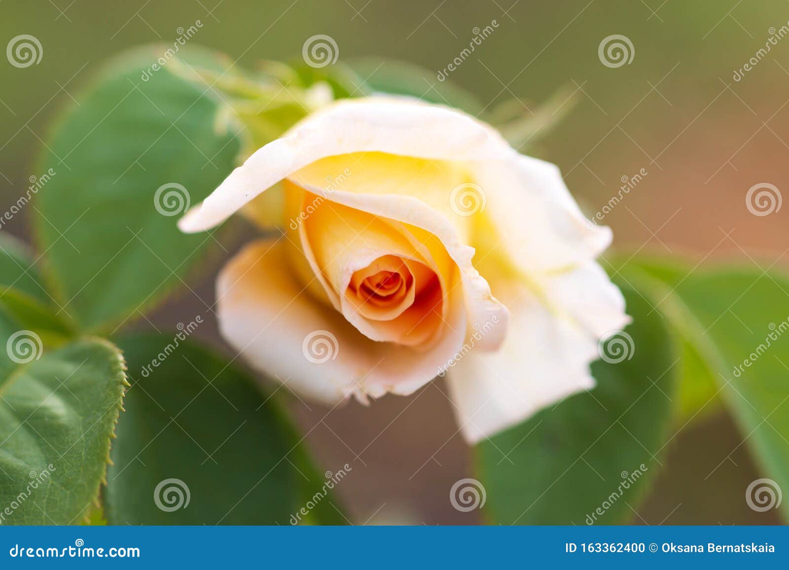 Yellow Red Rose Flower in the Garden Stock Photo - Image of flower ...
