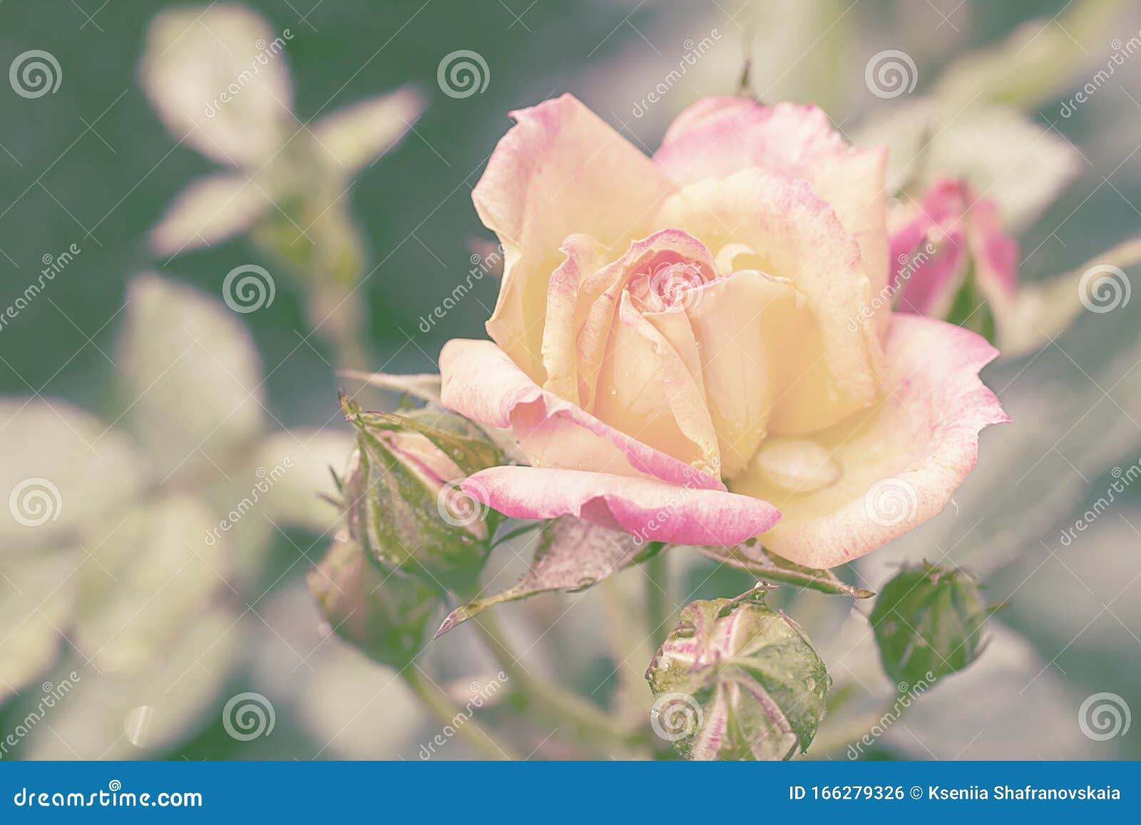 Yellow Red Rose, Nature Background Stock Photo - Image of floral ...