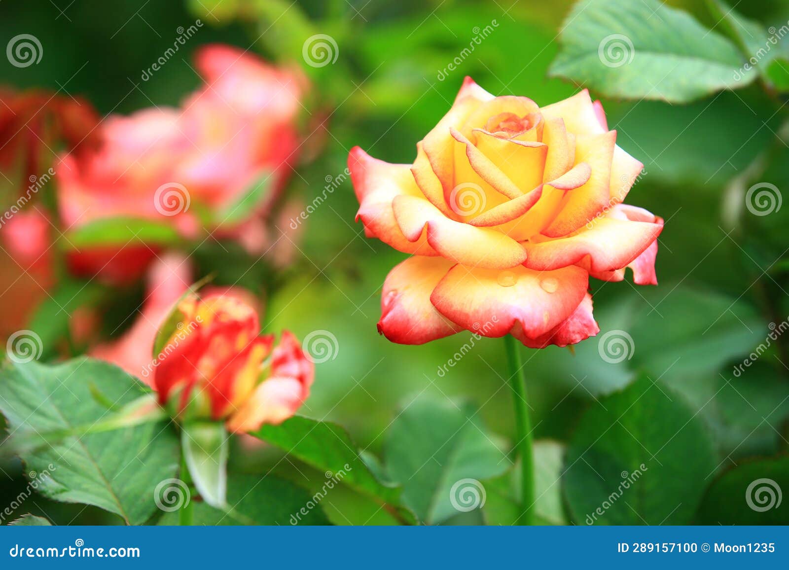 Yellow with Red Roses Blooming in the Garden Stock Photo - Image of ...