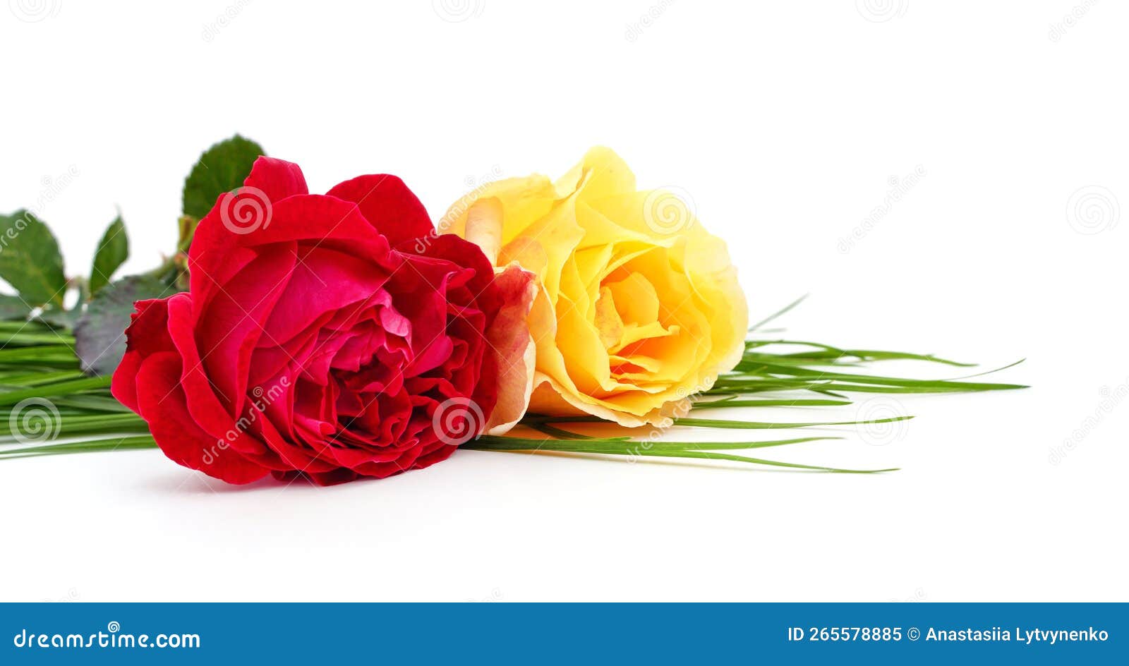 Yellow and red roses stock image. Image of leaf, petal - 265578885