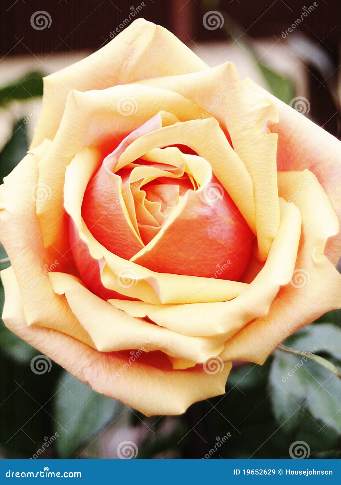 Yellow-Red Single Rose stock image. Image of yellow, rose - 19652629