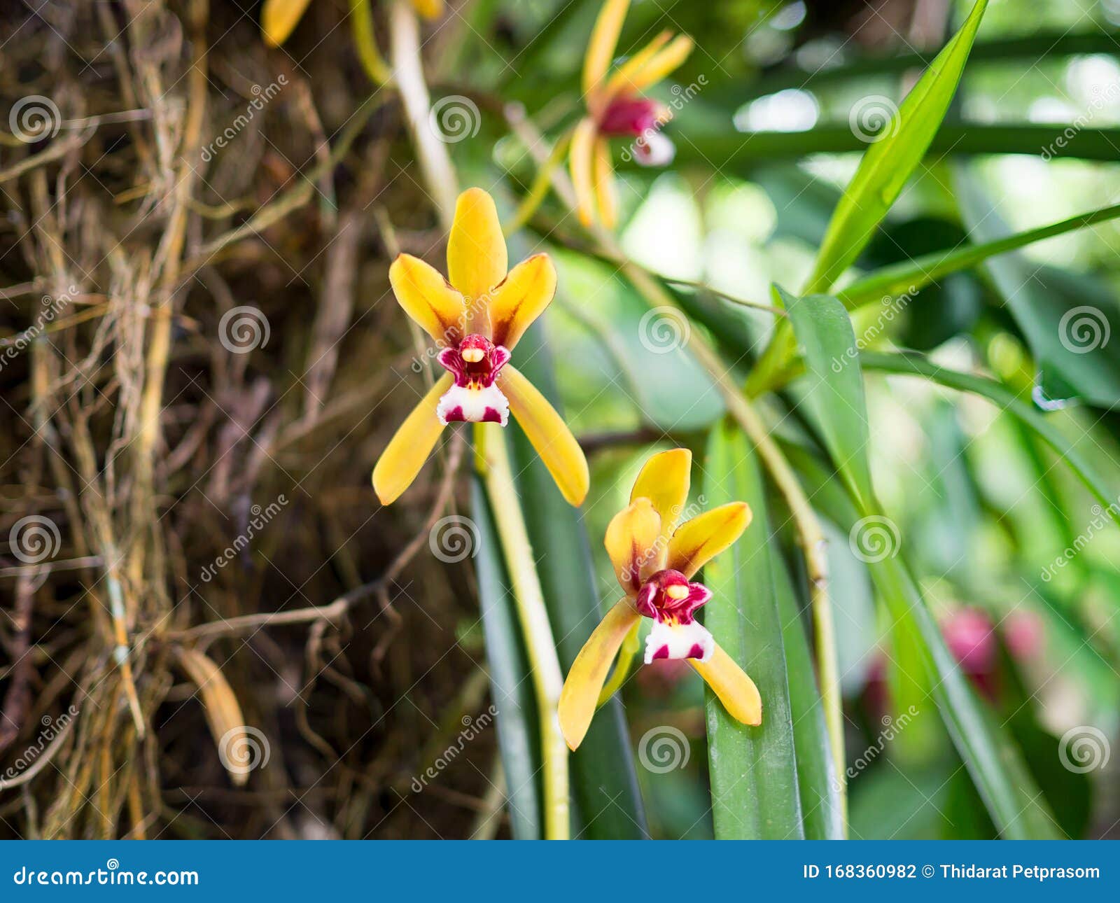 Yellow and Red Small Orchids in Nature Stock Photo - Image of orchid ...